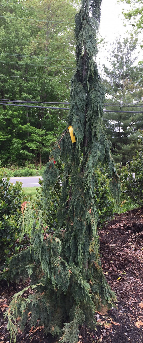 Chamaecyparis nootkatensis 'Green Arrow' (Alaskan Cedar) – Madison ...