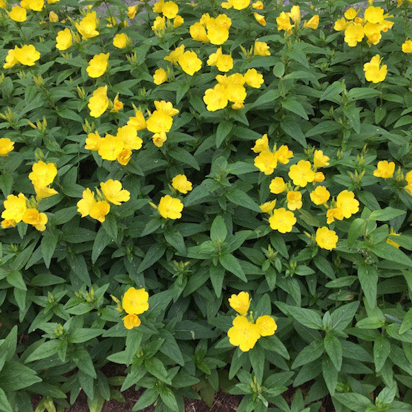 Oenothera biennis (Evening Primrose) – Madison Flower Shop