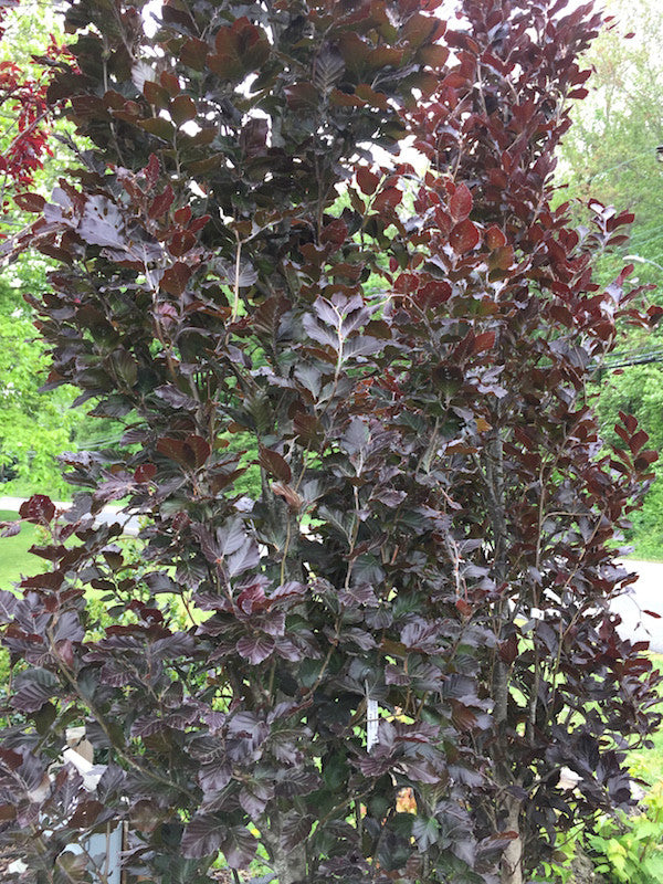 Fagus sylvatica 'Rohanii' (European Beech) – Madison Flower Shop