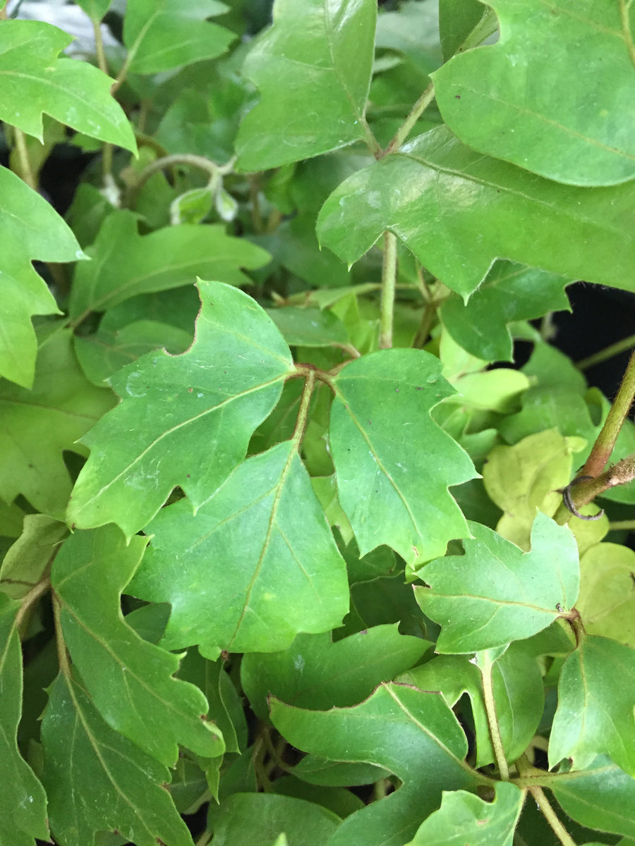 Grape Ivy (Cissus rhombifolia) – Madison Flower Shop