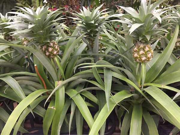 Pineapple Plant – Madison Flower Shop
