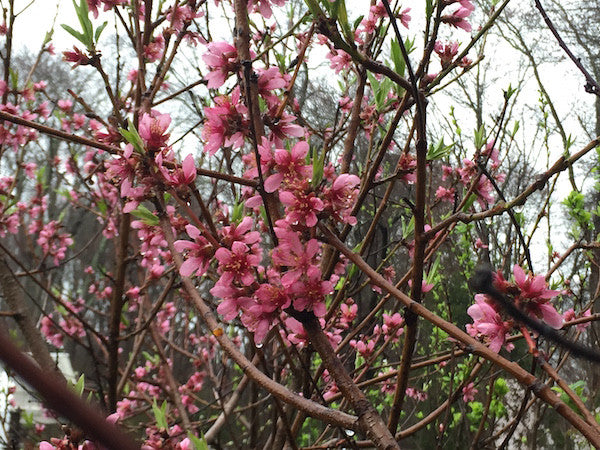 Prunus Galaxy (Peento Peach) – Madison Flower Shop