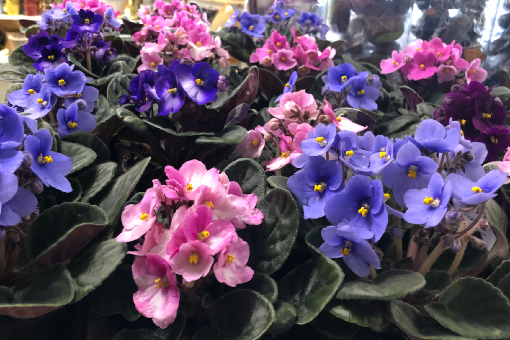 Products – Madison Flower Shop