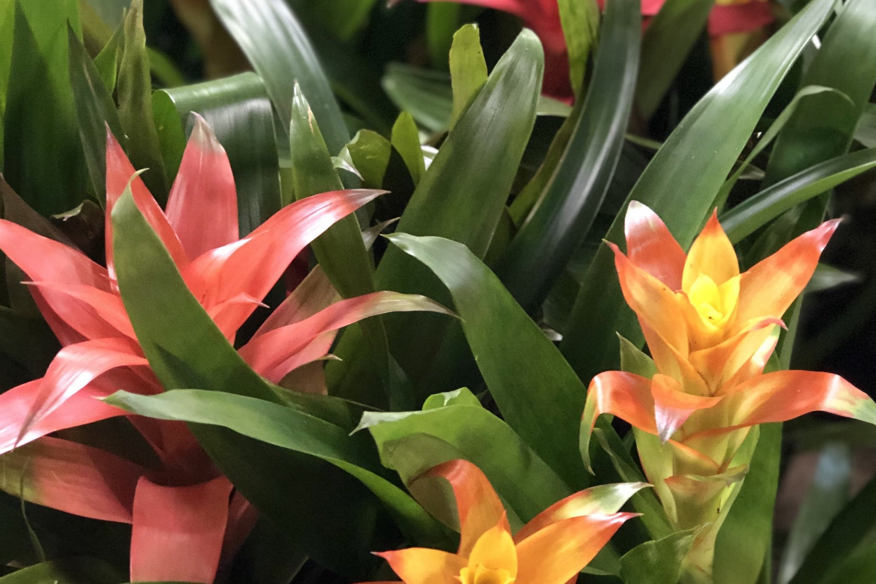 Products – Madison Flower Shop